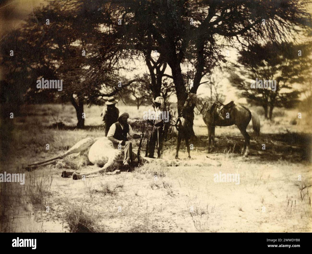 Photograph of the Death Description: 'Photograph of The Death, Giraffe ...