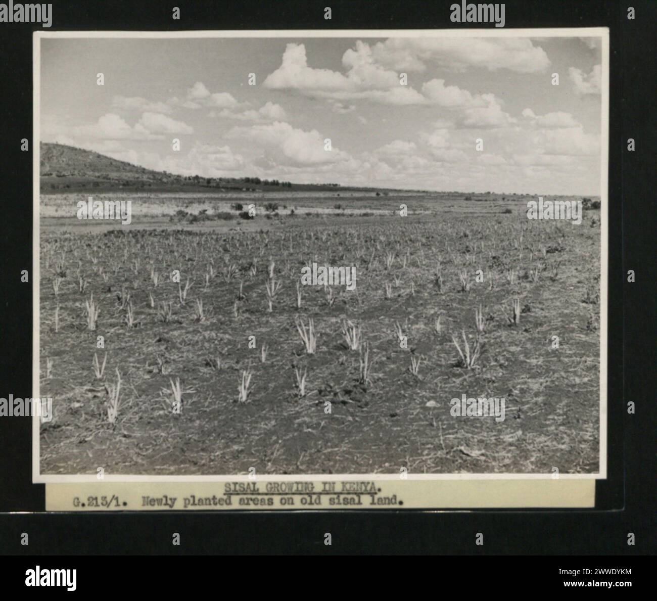 Description: Sisal growing in Kenya. G.213/1. Newly planted areas on ...