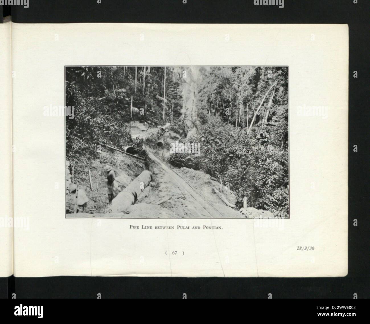 Pulai hi-res stock photography and images - Alamy