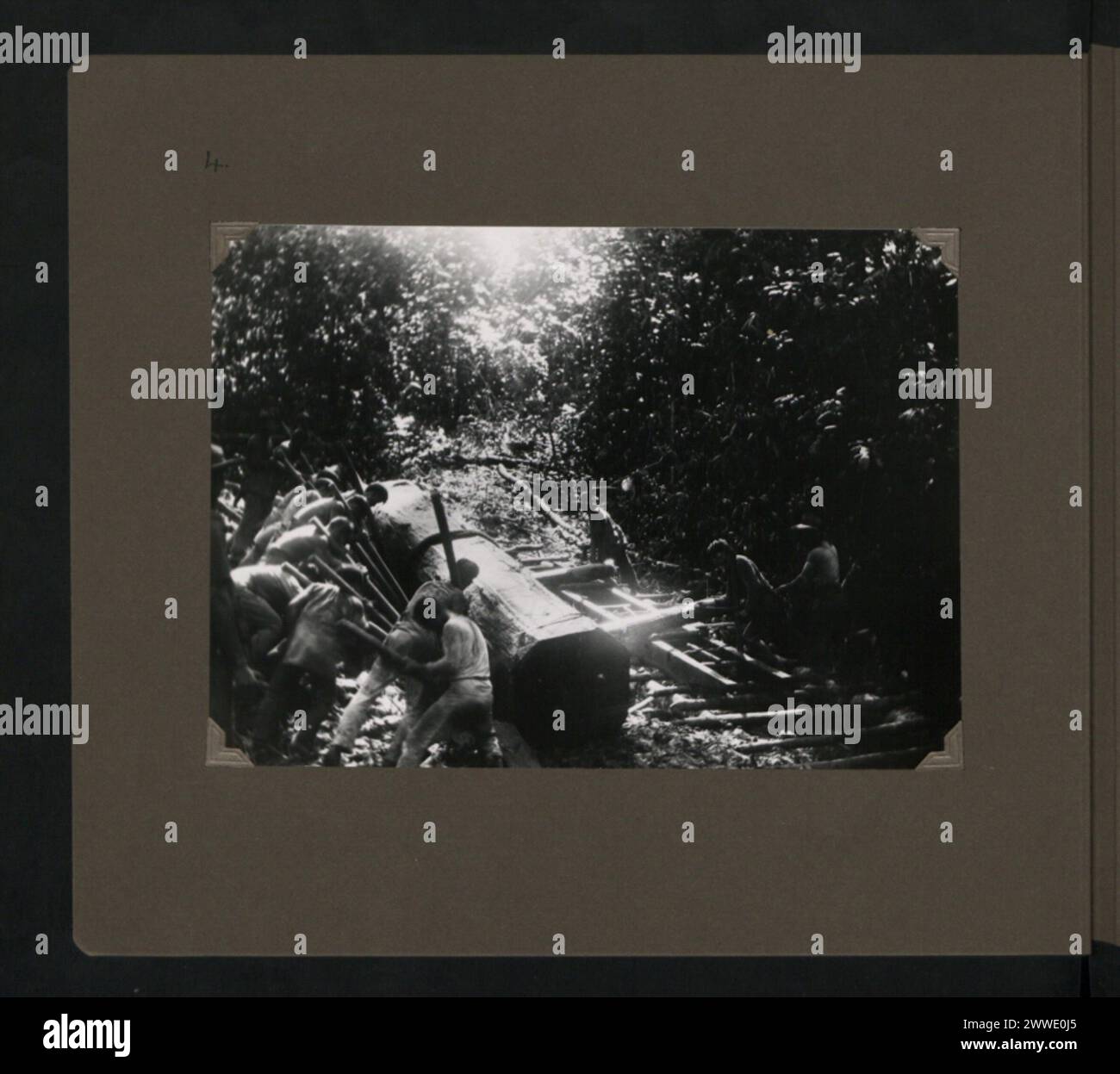 Description: Hand Logging. Loading a log on to a sled (Kuda-Kuda ...