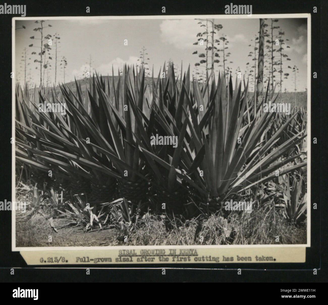Description: Sisal growing in Kenya. G.213/8. Full-grown sisal after ...