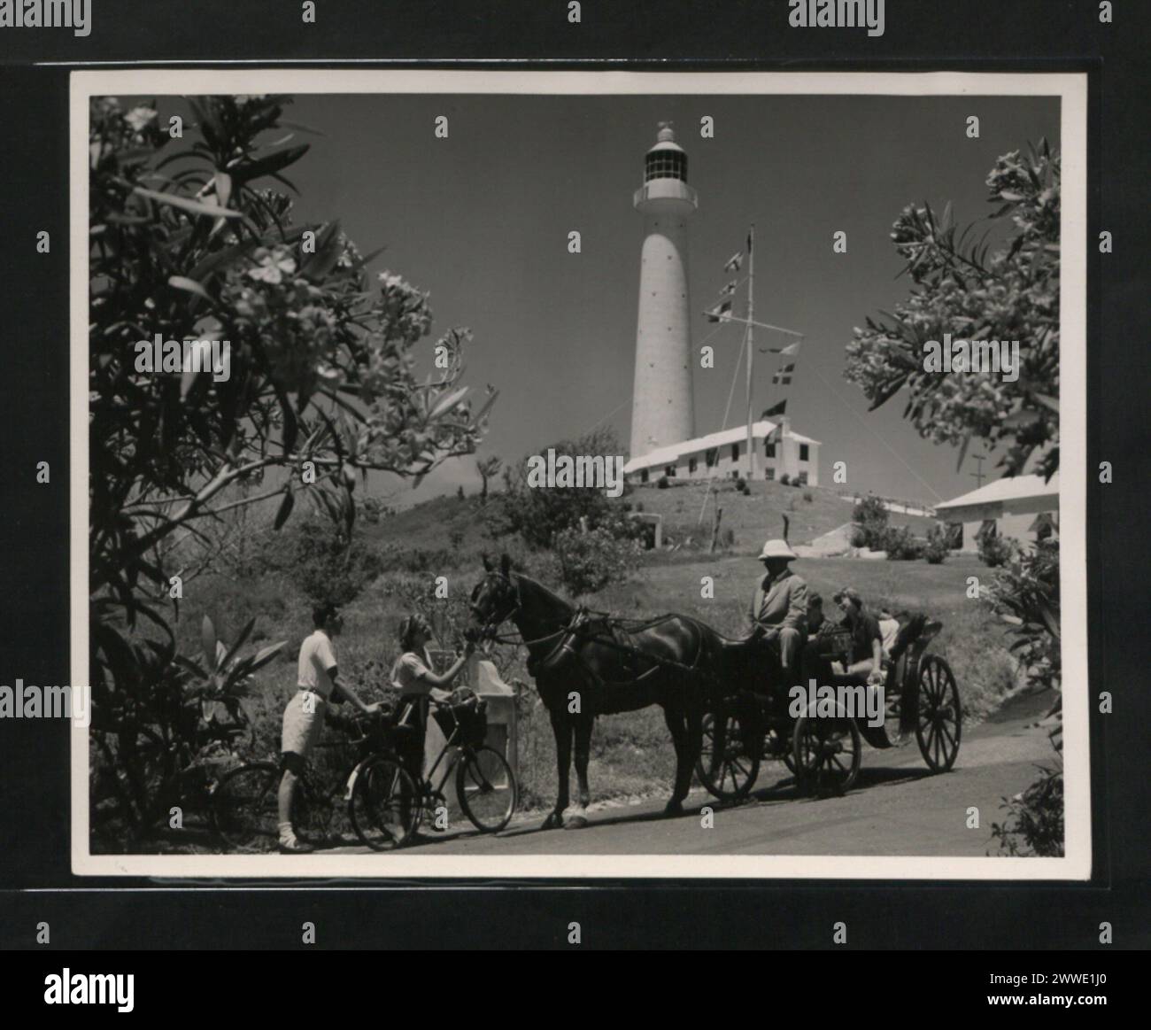 Description: Cyclists stop to get acquainted with a carriage horse at ...