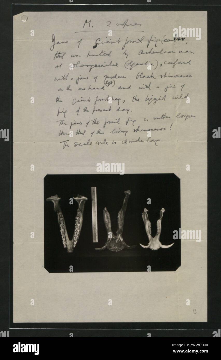Photographs document archaeological excavations at Olorgesailie by the ...