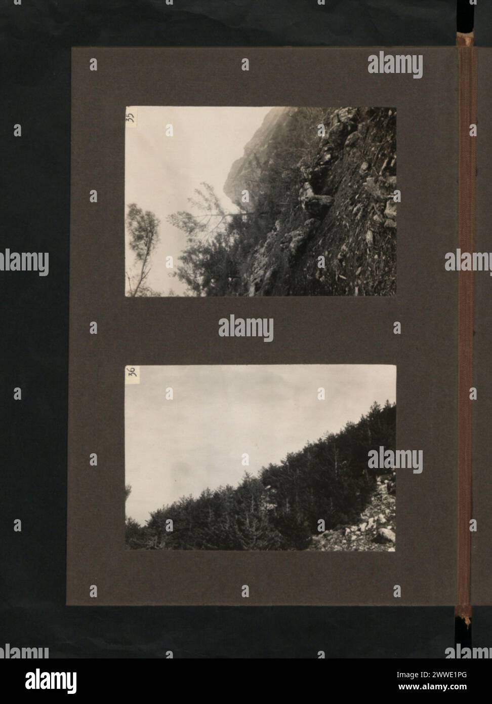 Lapithos forest hi-res stock photography and images - Alamy