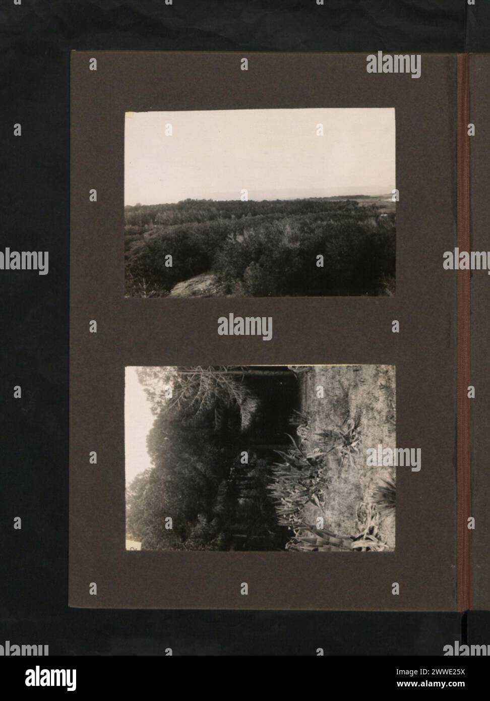 Description: Acacia - Acacia cyanophylla in foreground, Aleppo Pine ...