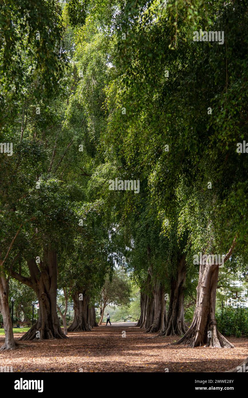 City Botanic Garden, Brisbane, Queensland, Australia Stock Photo - Alamy