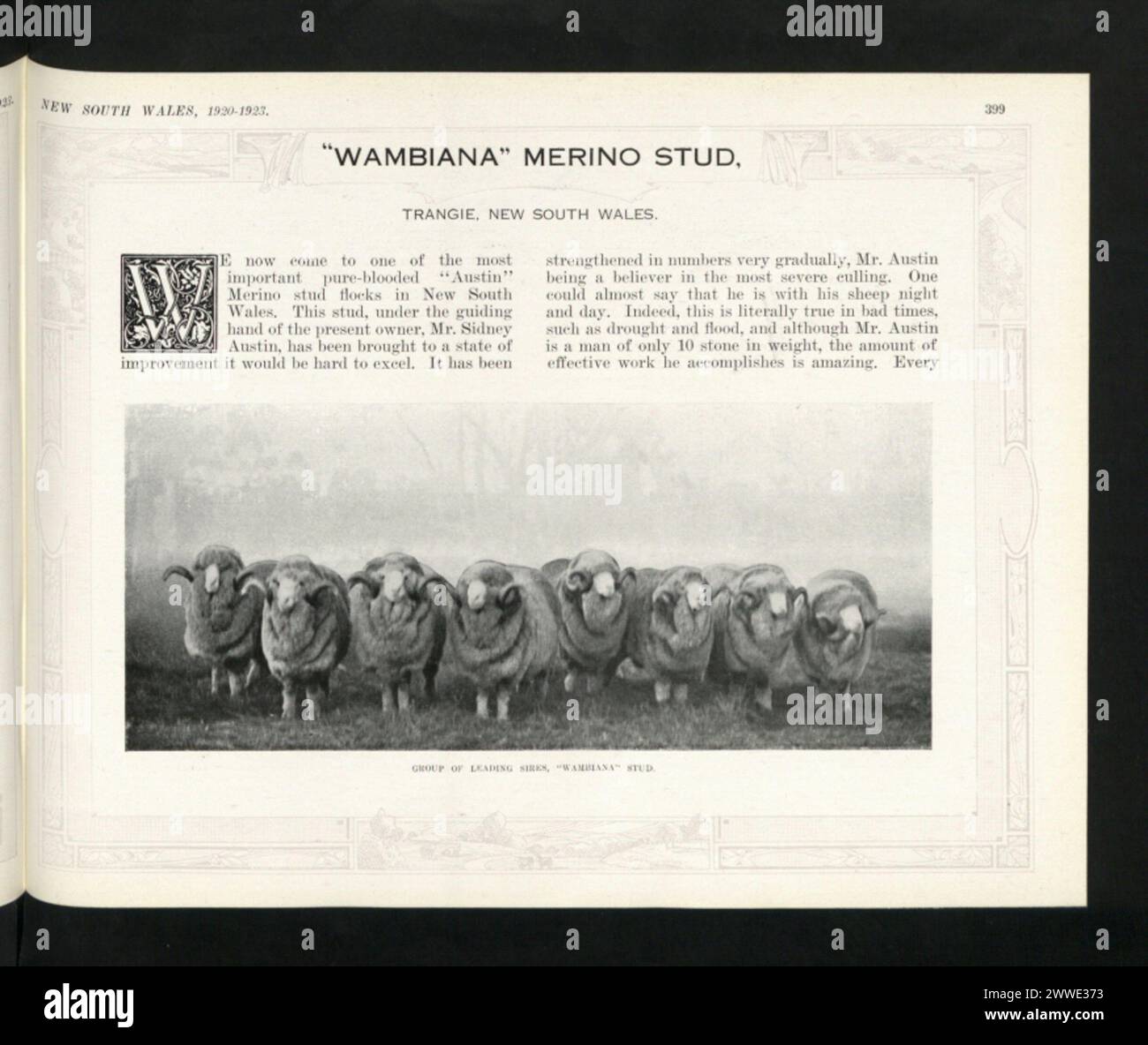 Description: Group of Leading Sires, "Wambiana" Stud. Location: New ...