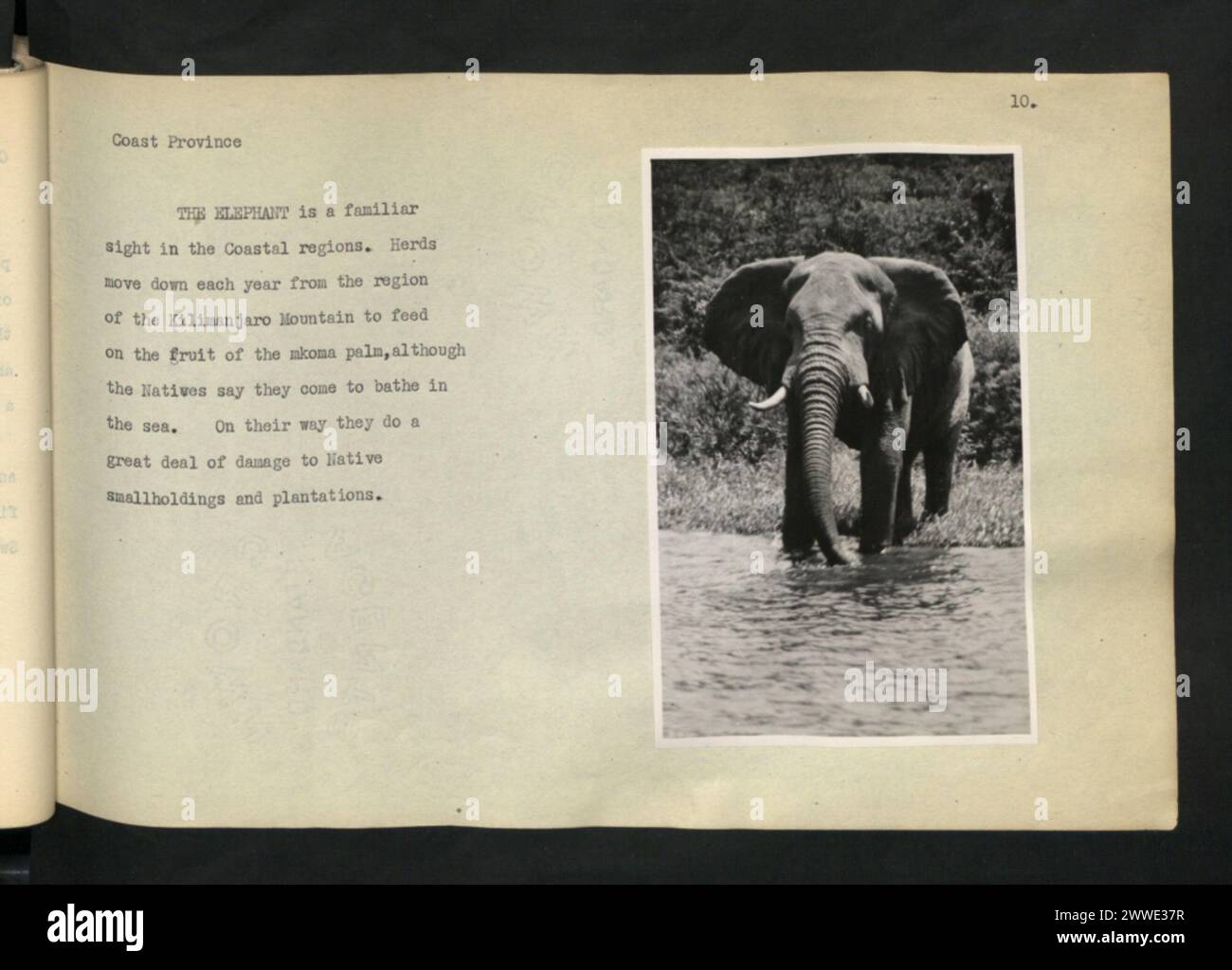 Description: The elephant is a familiar sight in the Coastal regions ...