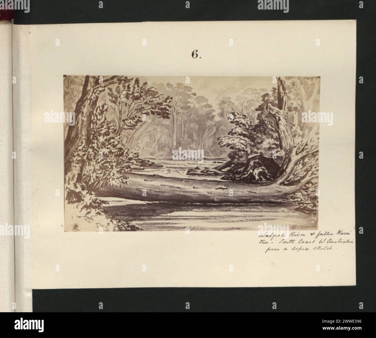 Description: Walpole River & fallen Karri tree. Location: Western ...