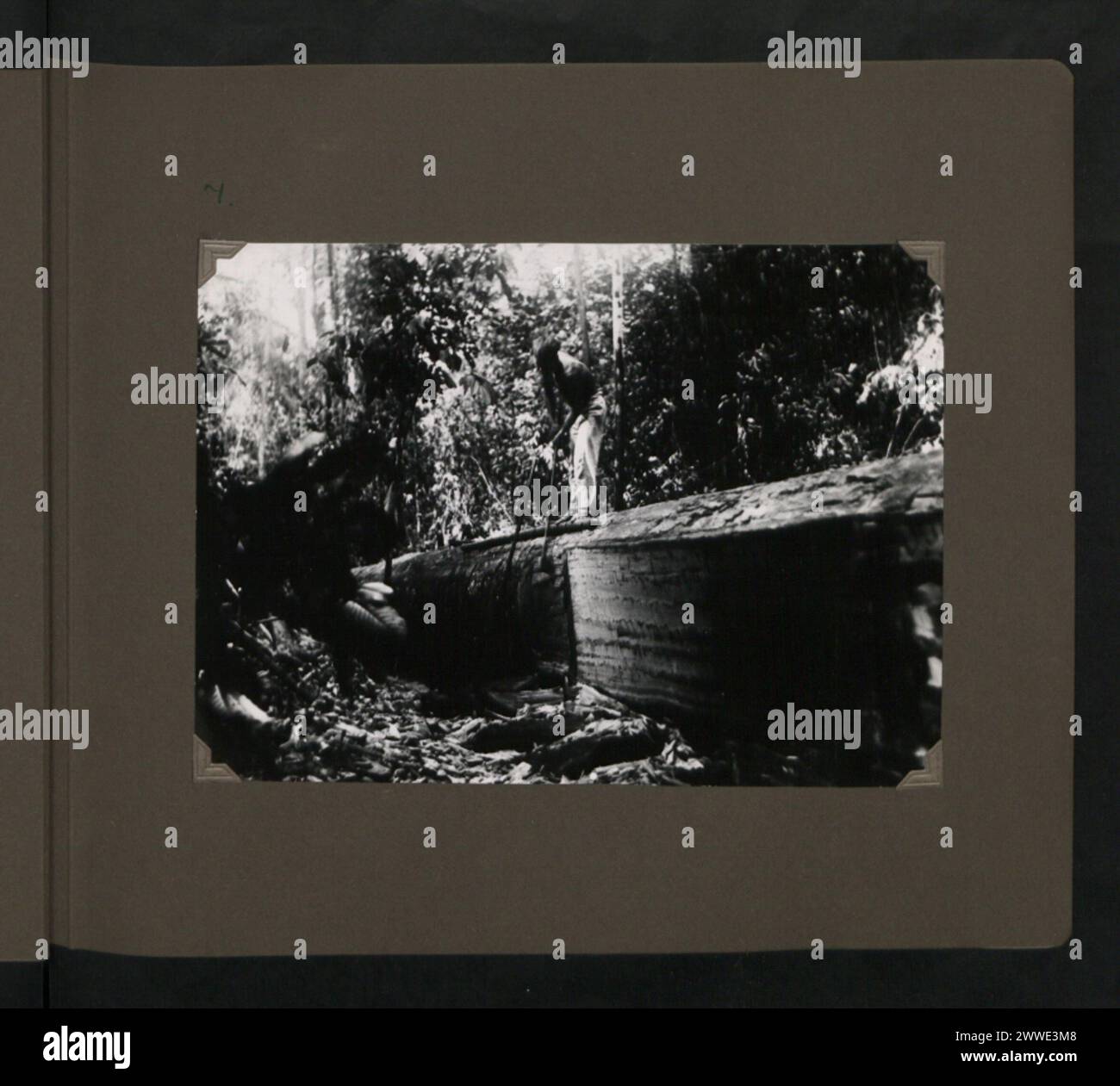 Description: Rough squaring kapur (Dryobalanops sp.) in the forest ...