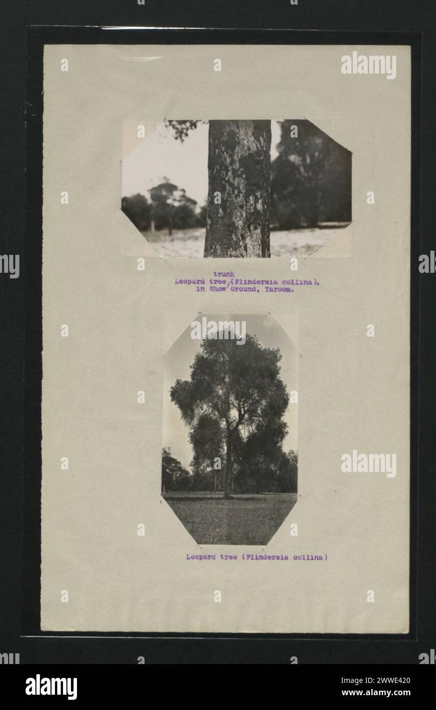 Flindersia collina hi-res stock photography and images - Alamy