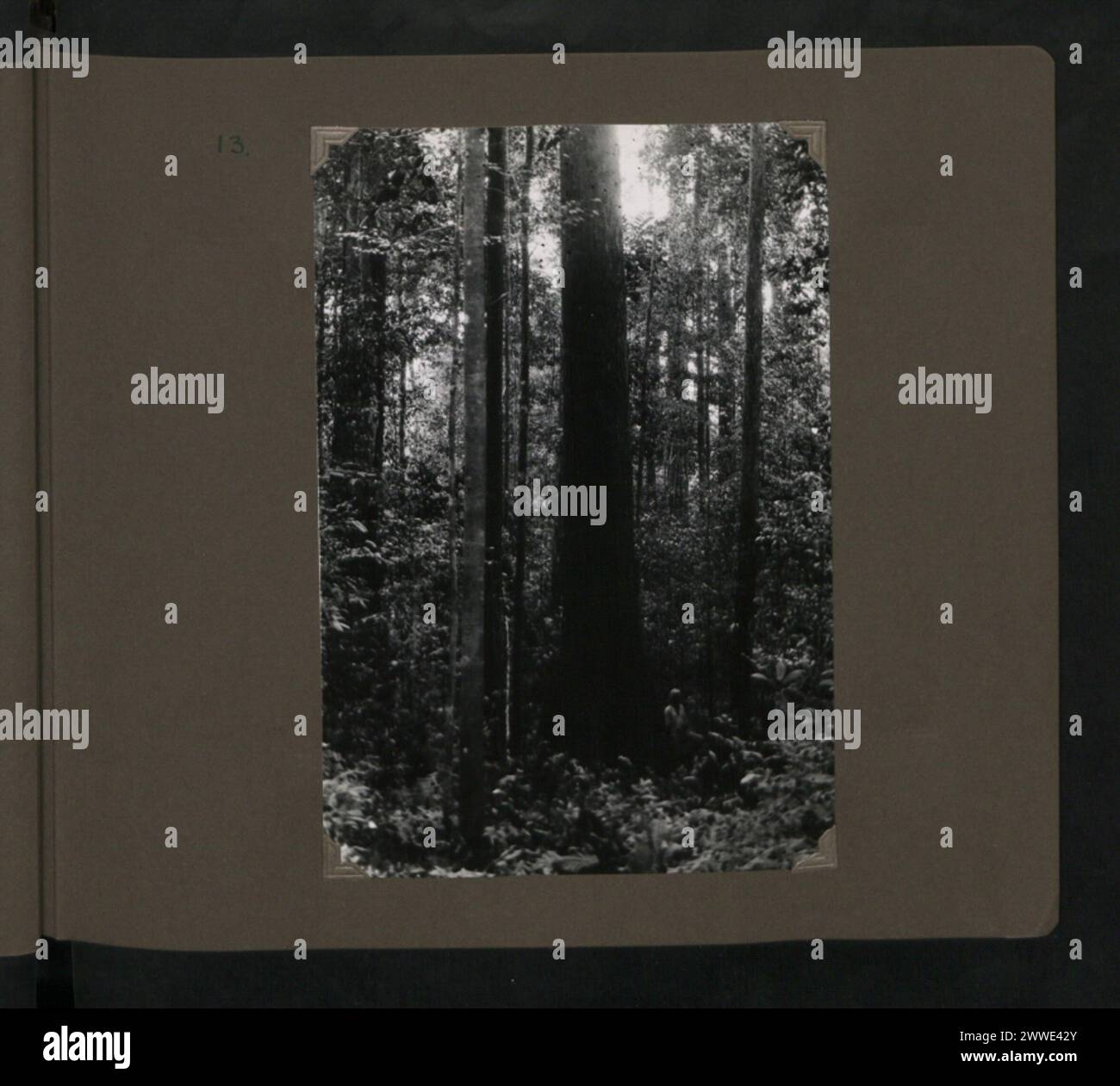 Description: A kapur (Dryobalanops sp.) in the forest. This timber is ...