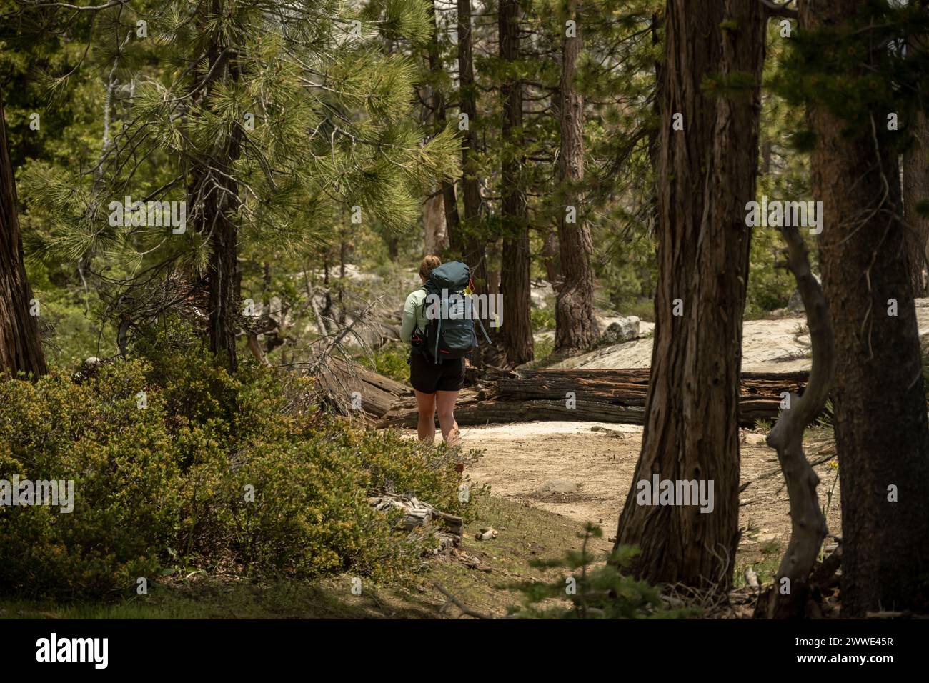 Backpacker Seen Through Trees In Yosemite Wilderness Stock Photo - Alamy