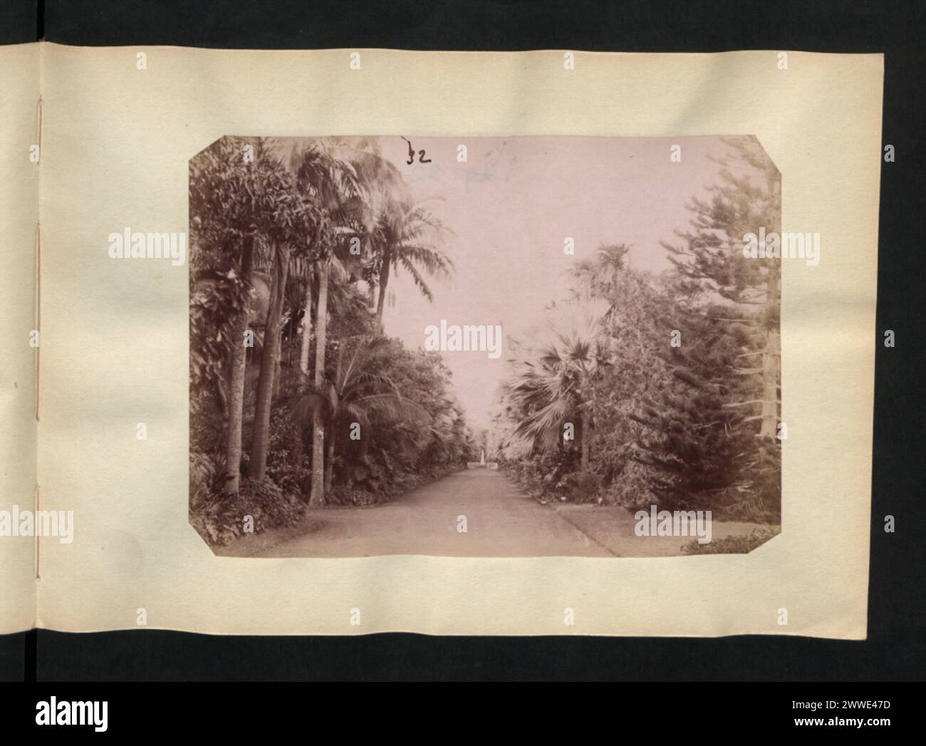 This 1880-1899 photograph shows the Principal Avenue of Pamplemousses ...