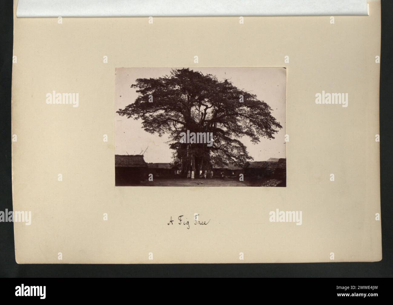 Showing a fig hi-res stock photography and images - Alamy