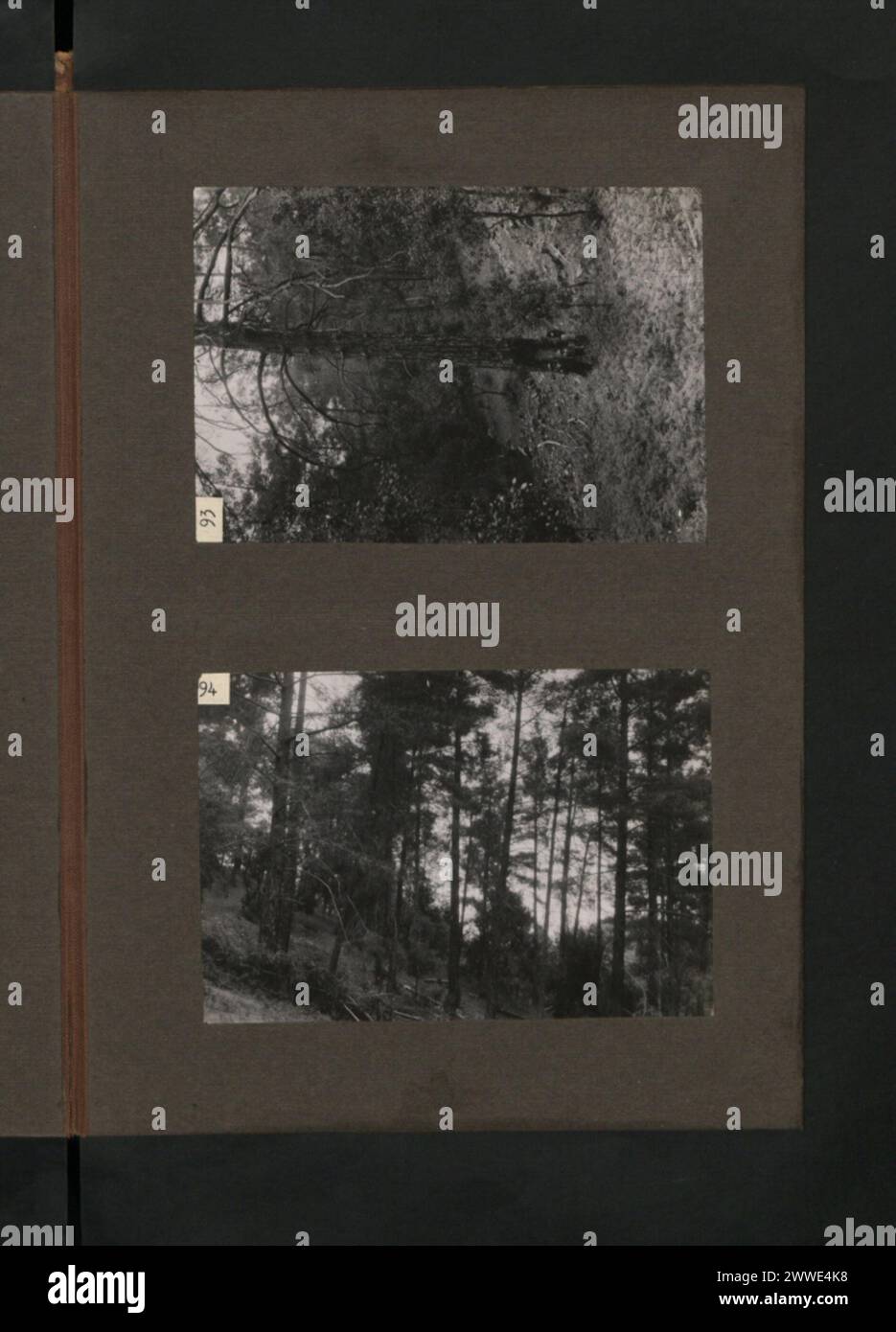 Golden oak cyprus quercus alnifolia hi-res stock photography and images ...