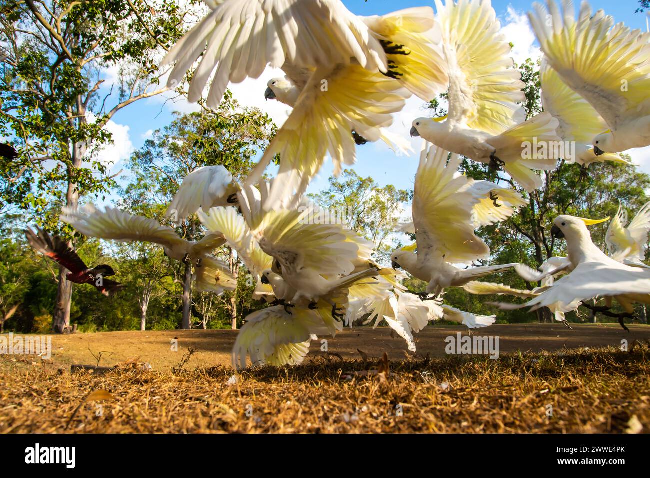 Sulphur-Crested Cockatoos Flying Together, Brisbane, QLD, Australia ...
