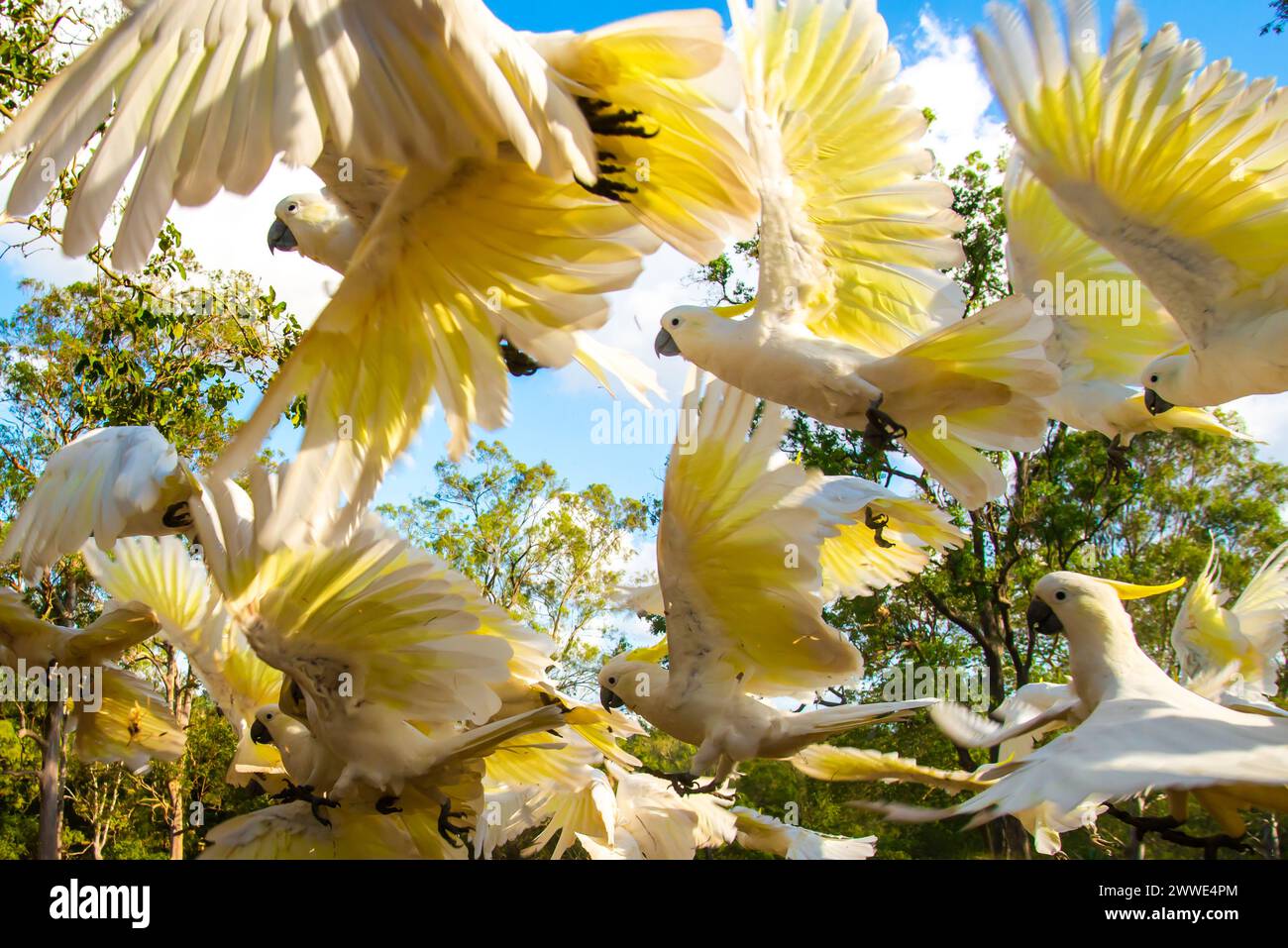 Sulphur-Crested Cockatoos Flying Together, Brisbane, QLD, Australia ...