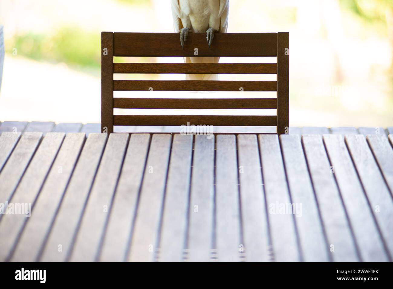 Sulphur-Crested Cockatoo Resting At Dinner Table, Brisbane, QLD ...