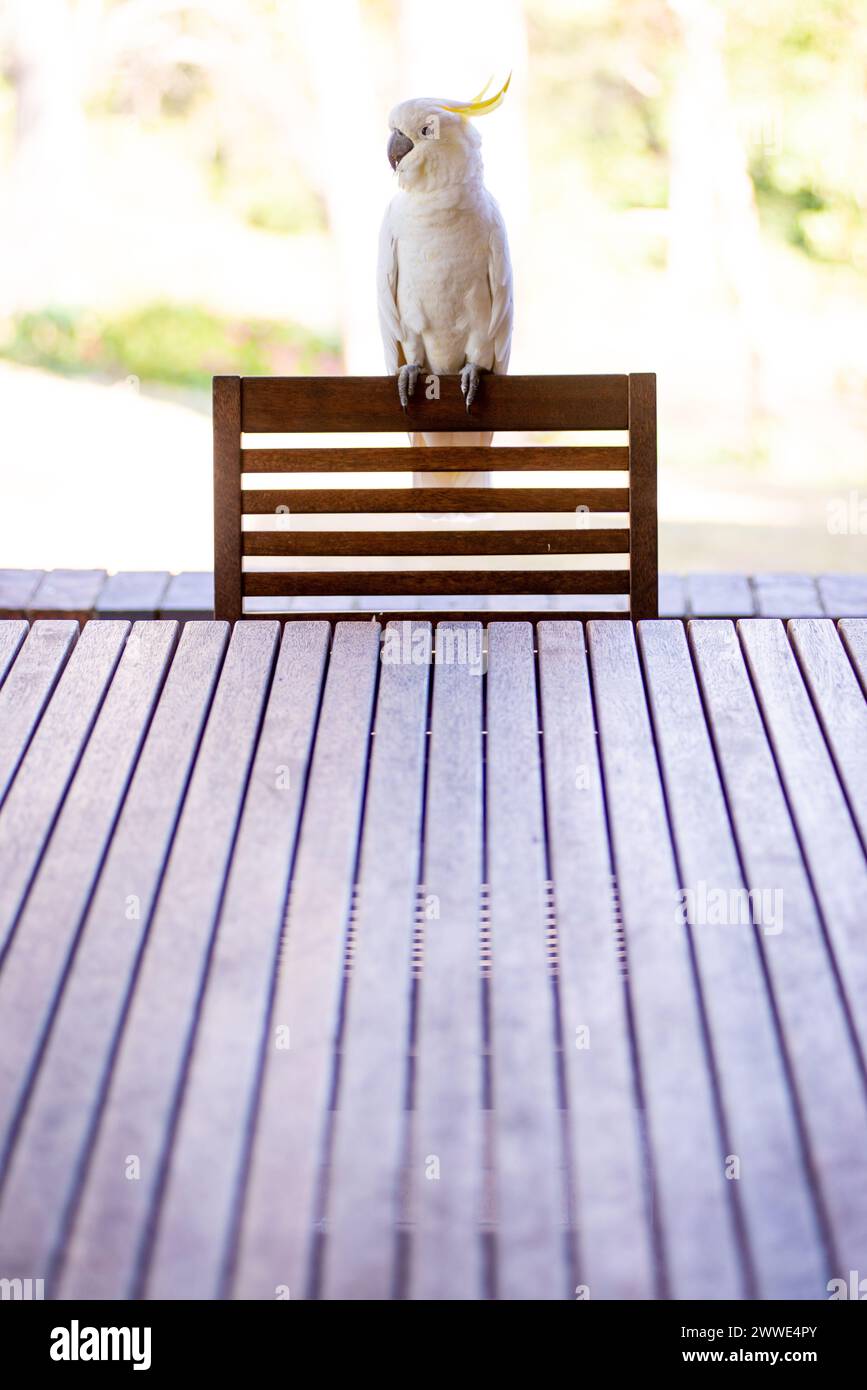 Sulphur-Crested Cockatoo Resting At Dinner Table, Brisbane, QLD ...