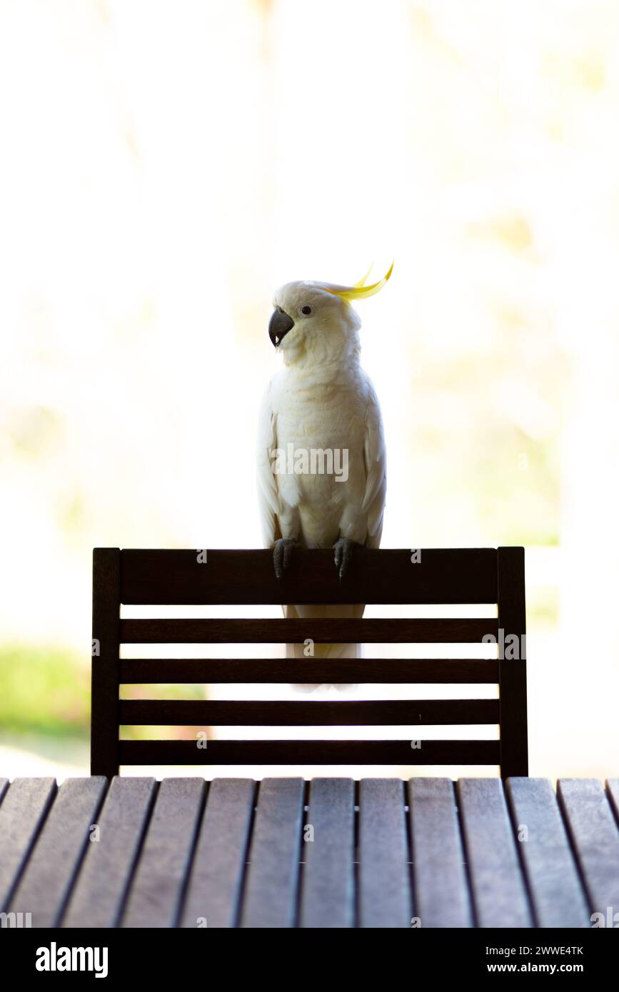 Sulphur-Crested Cockatoo Resting At Dinner Table, Brisbane, QLD ...