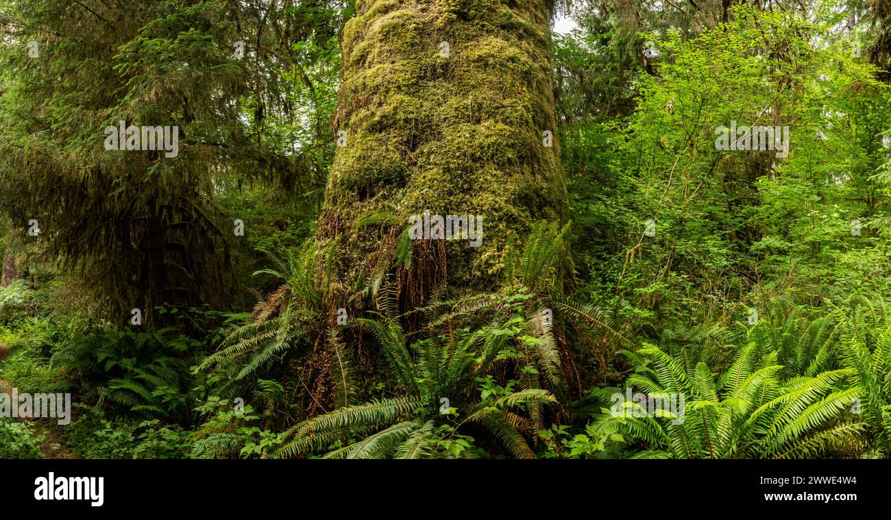 Thick base tree hi-res stock photography and images - Alamy