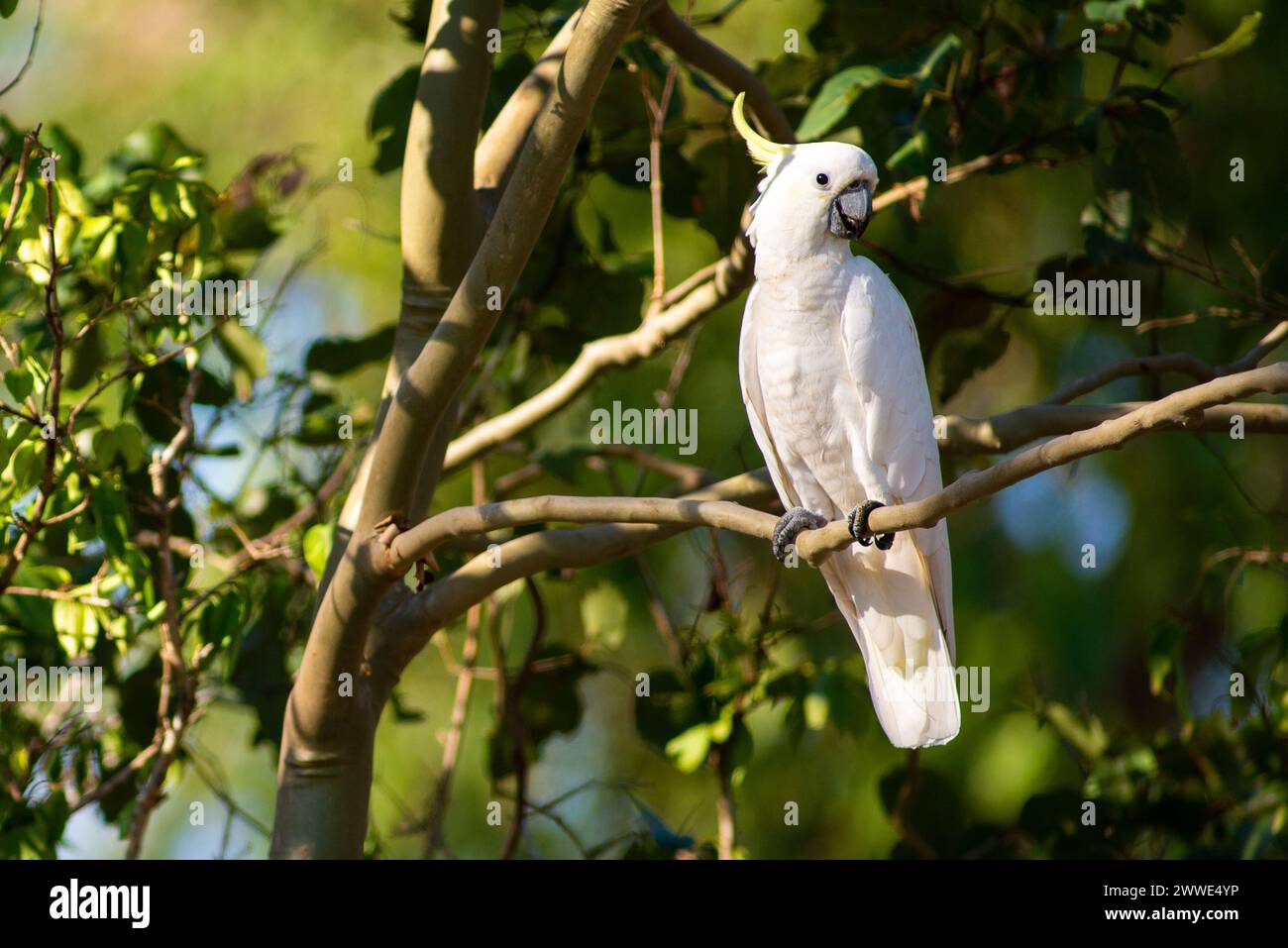 Australian backyard birds hi-res stock photography and images - Alamy