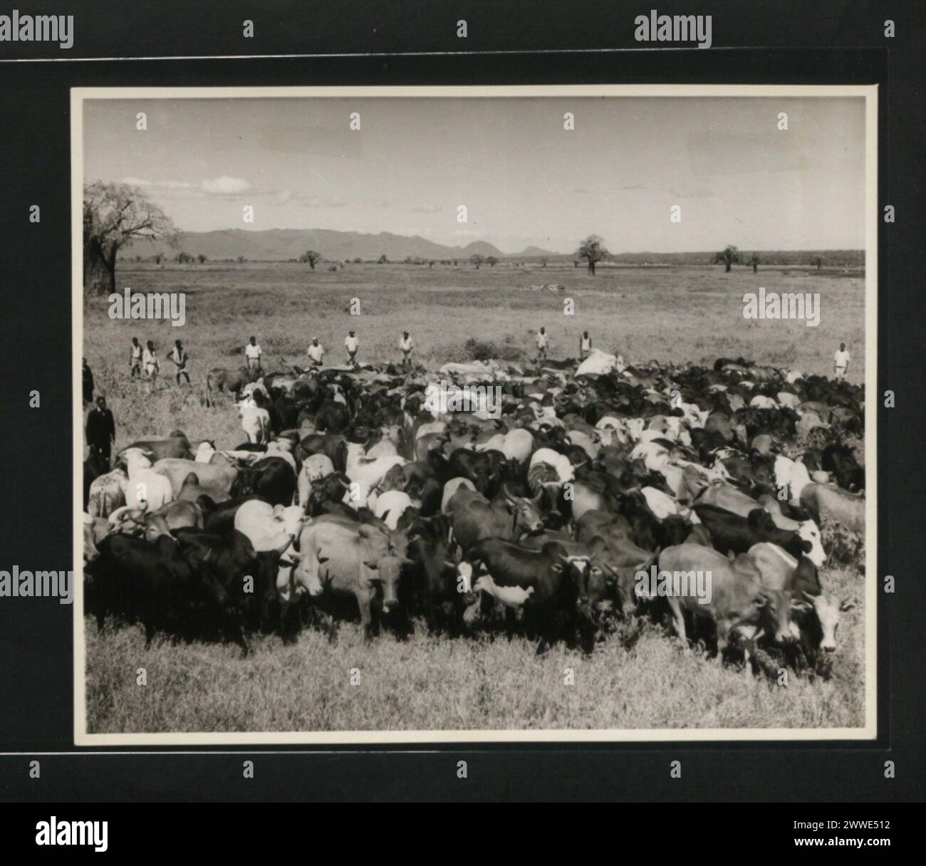 Description: A herd of purchased indigenous Zebu steers 4 to 5 years ...