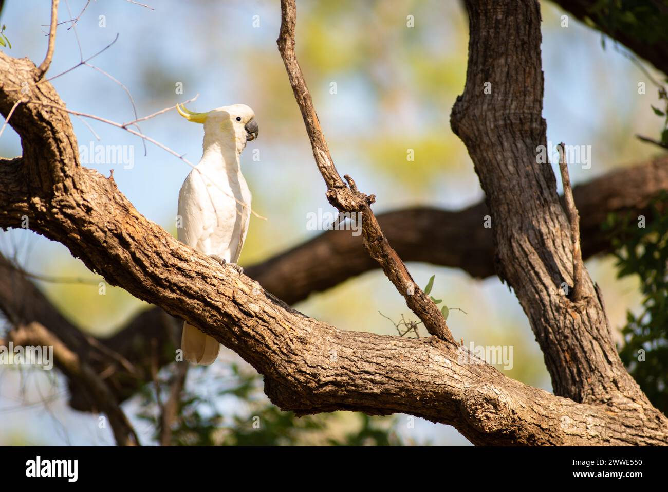 Sulphur-Crested Cockatoo Perched In Tree, Brisbane, QLD, Australia ...
