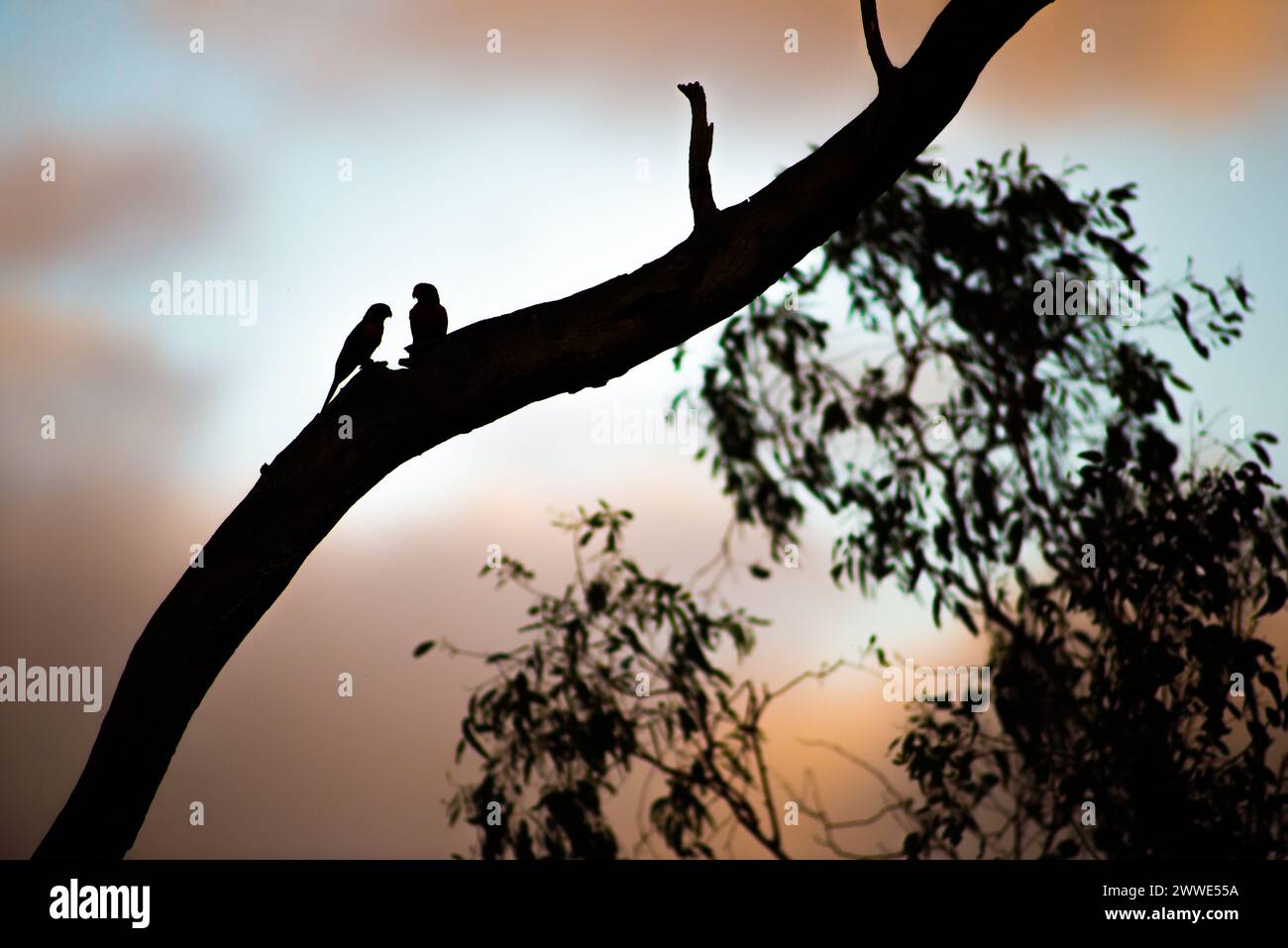 Rosella Parrots On A Branch, Brisbane, Queensland, Australia Stock ...