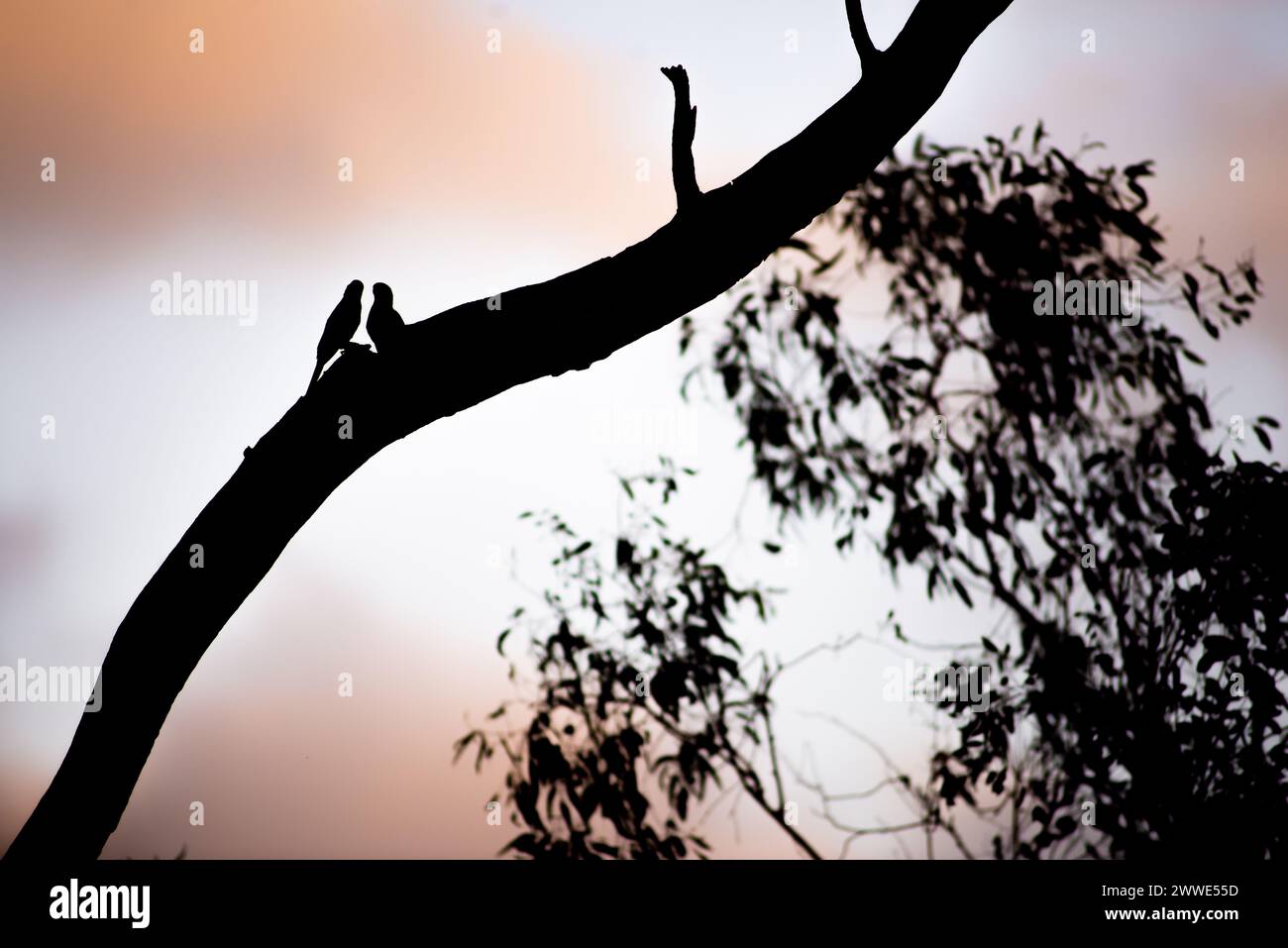 Australian native parrots hi-res stock photography and images - Alamy