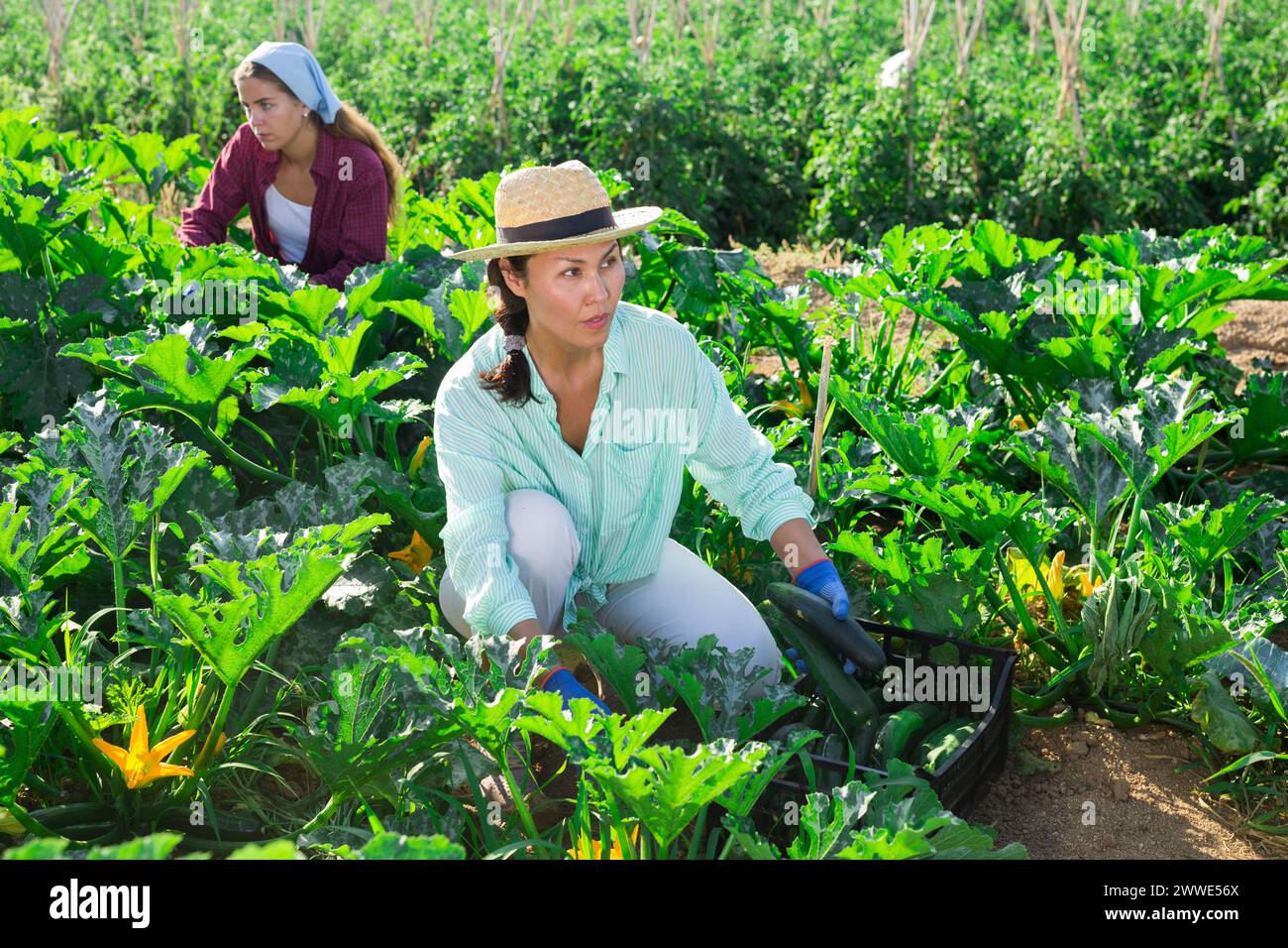 Asian female farm worker gathering crop of green courgettes Stock Photo ...