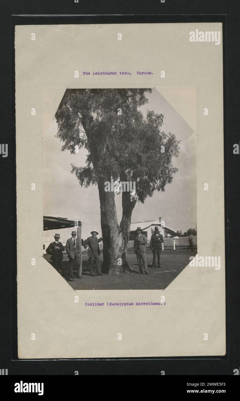 Leichhardt tree hi-res stock photography and images - Alamy