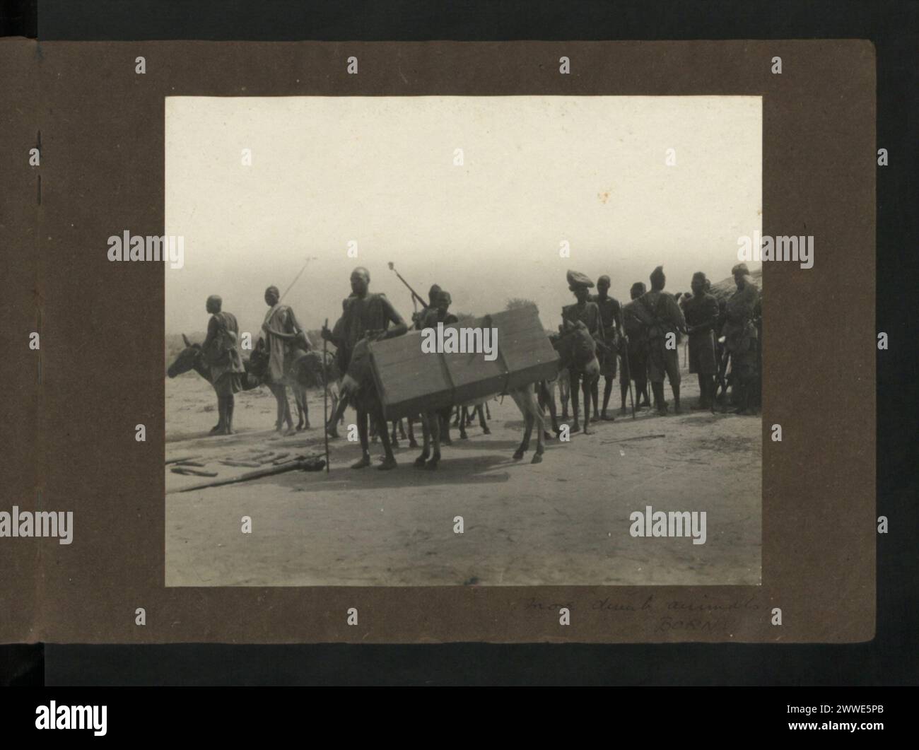 Donkeys in the military hi-res stock photography and images - Alamy