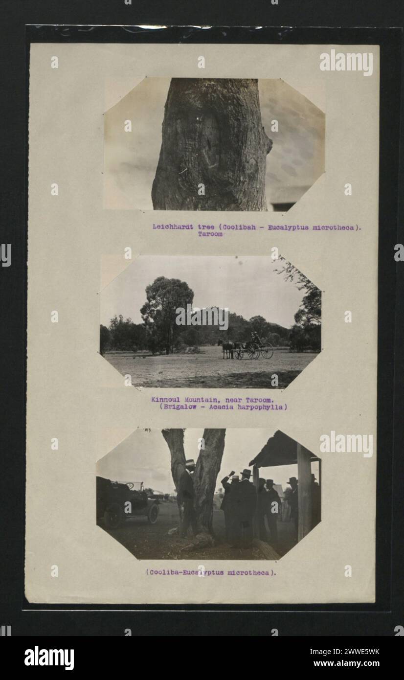 Description: Leichhardt tree (Coolibah - Eucalyptus microtheca). Taroom ...