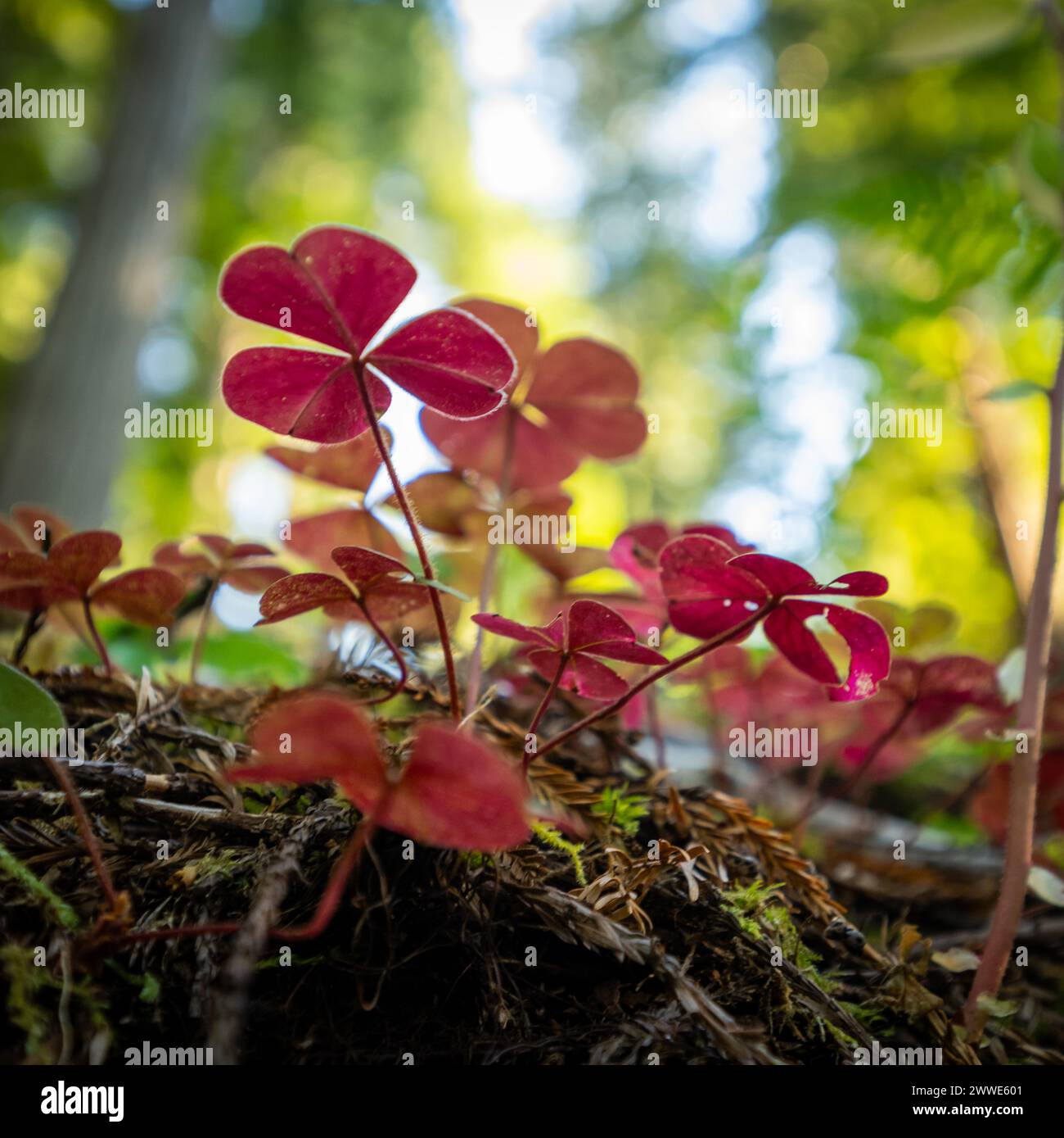 Bright Red Underside Of Clover On Forest Floor in Redwood National Park ...