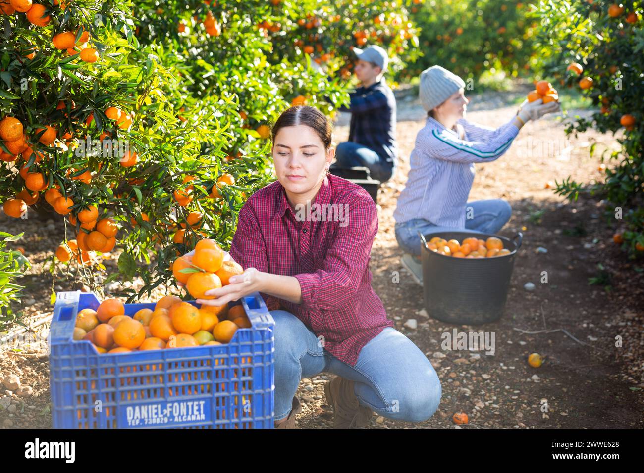 Portrait of female workers picking mandarins in box on farm Stock Photo ...