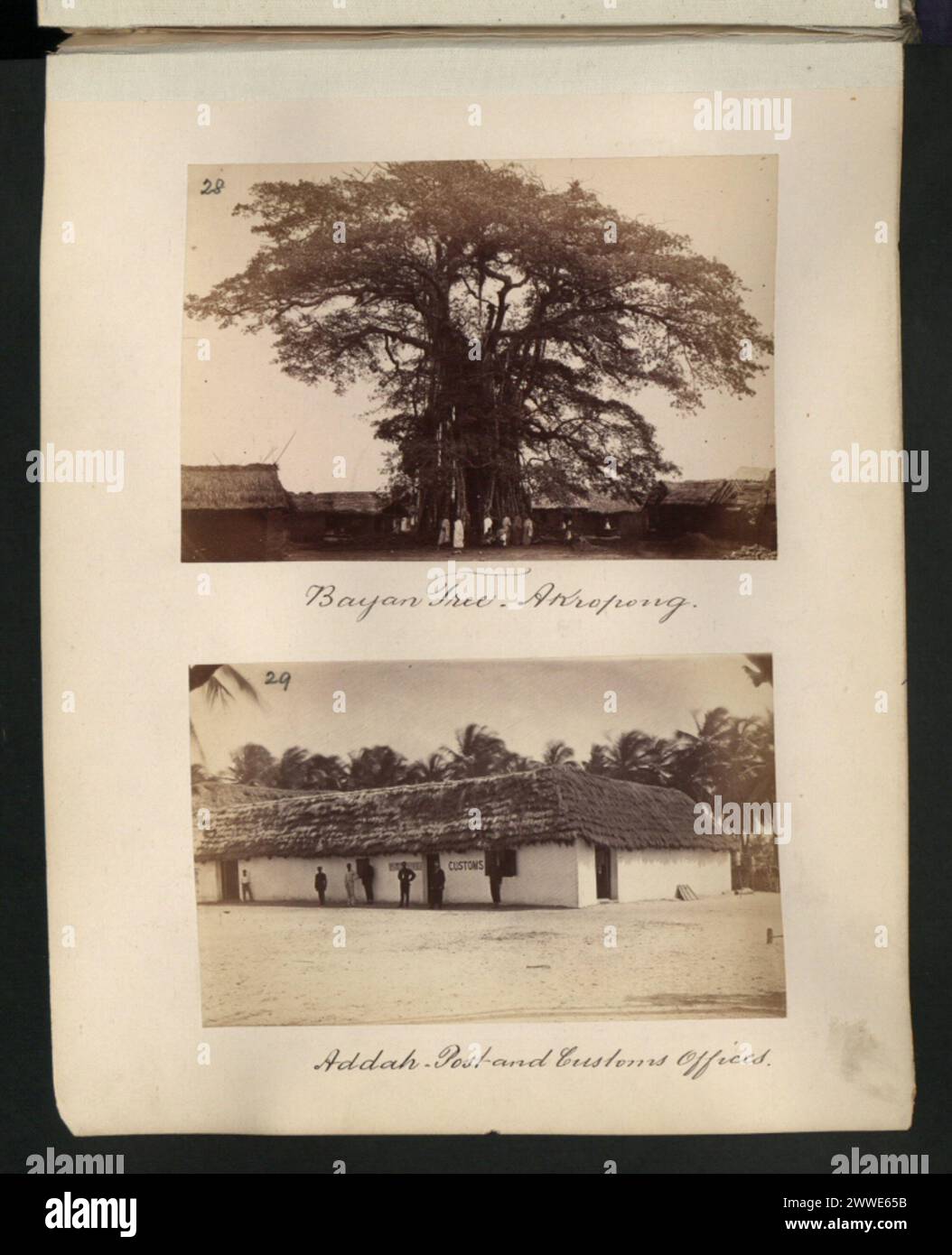 Description: Bayan Tree - Akropong. Location: Akropong Description ...
