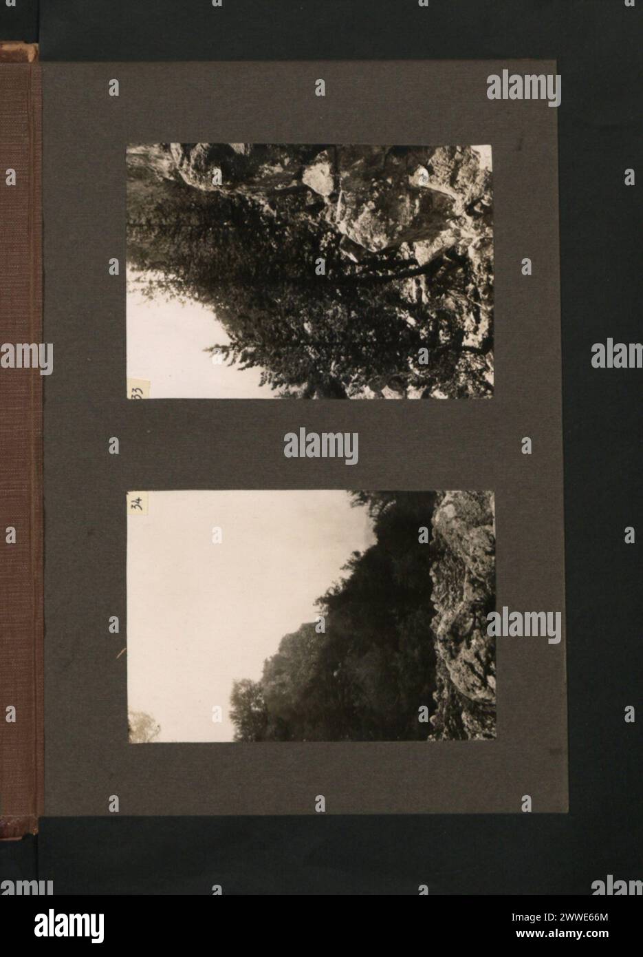 Description: Forest of young Cypress trees on the southern slope of ...