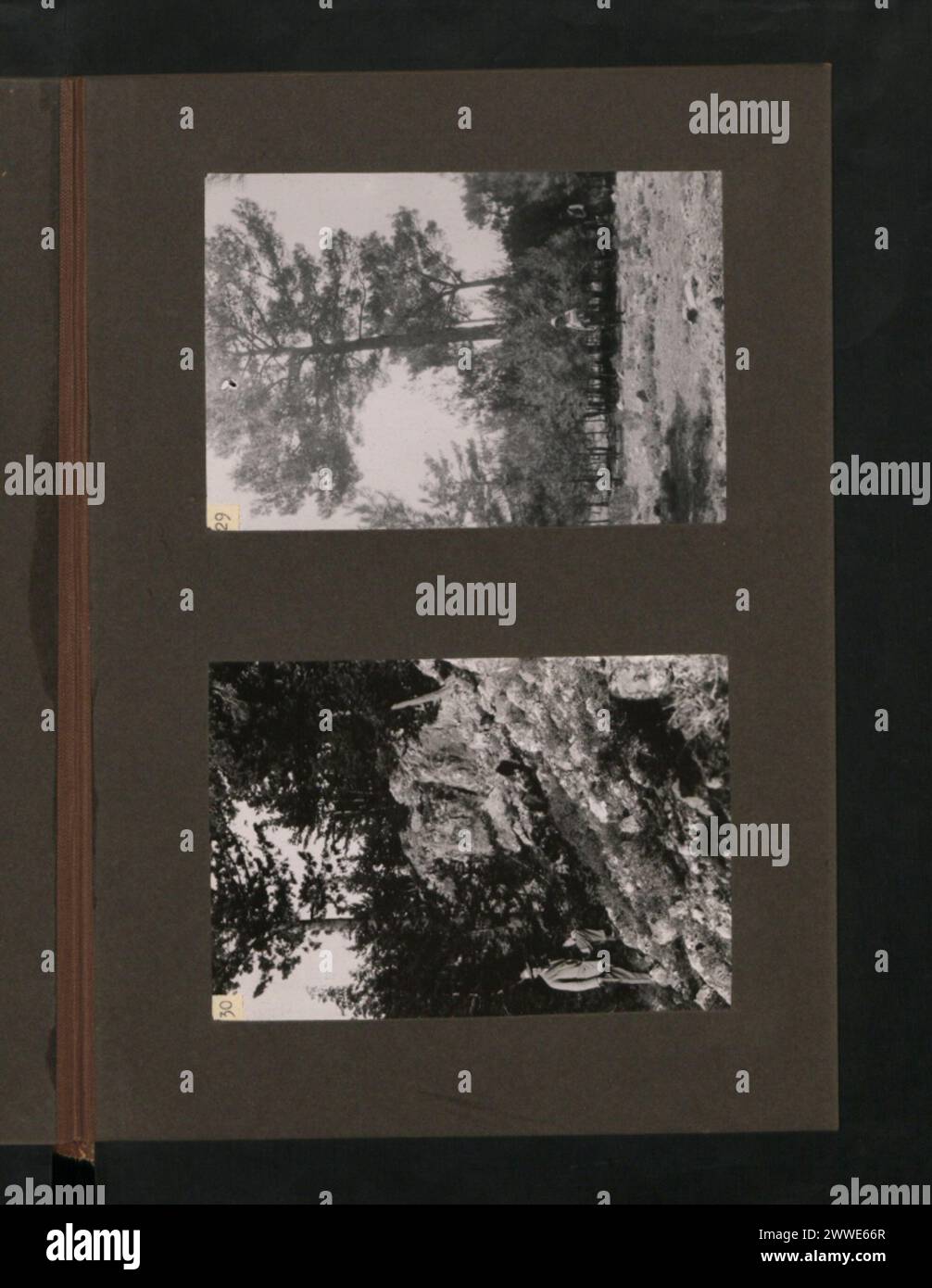 Description: Mother Aleppo Pine trees about 60 years old, previously ...