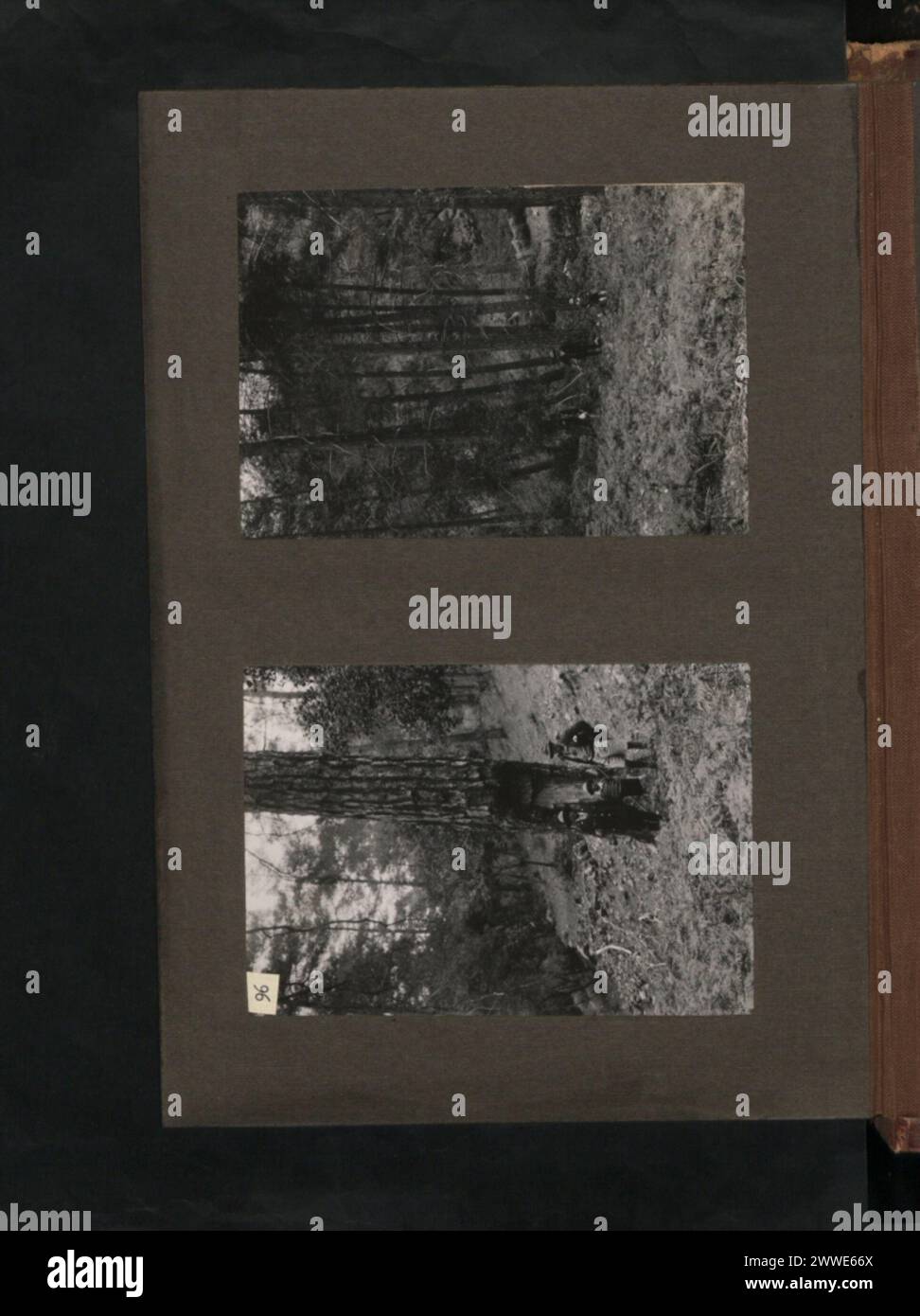 Golden oak cyprus quercus alnifolia hi-res stock photography and images ...