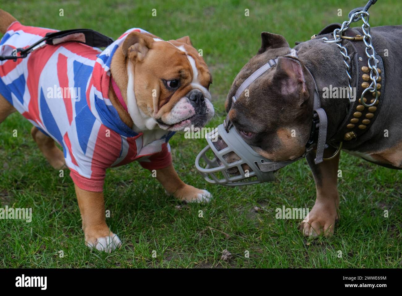 Xl bully dog hi-res stock photography and images - Alamy