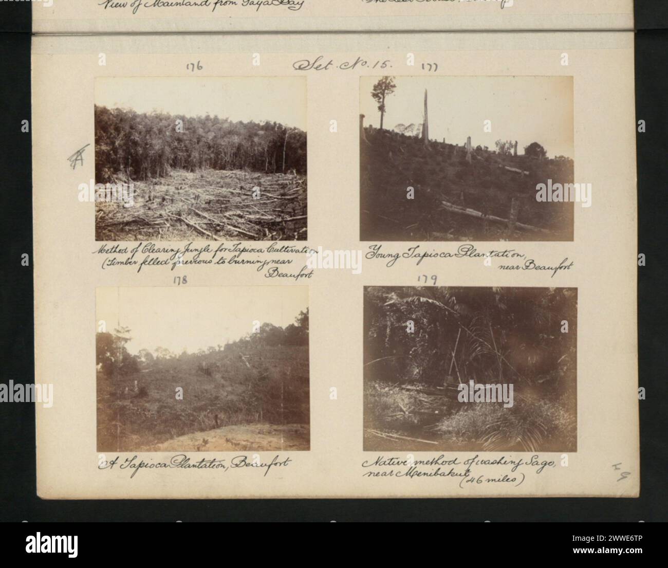 Description: Method of Clearing Jungle for Tapioca Cultivation (Timber ...