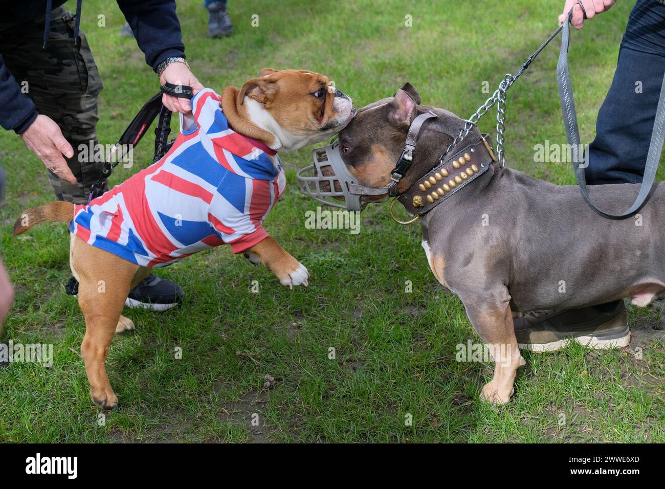 Xl bully dog hi-res stock photography and images - Alamy