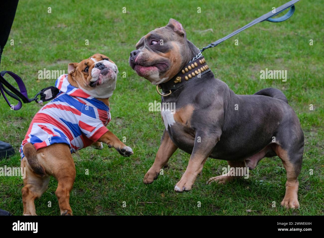 Xr bully hi-res stock photography and images - Alamy