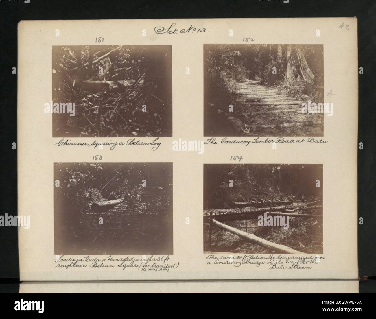Description: Chinamen Squaring a Belian Log. Location: Borneo ...
