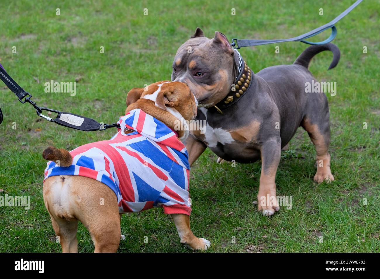 Xl bully dog hi-res stock photography and images - Alamy