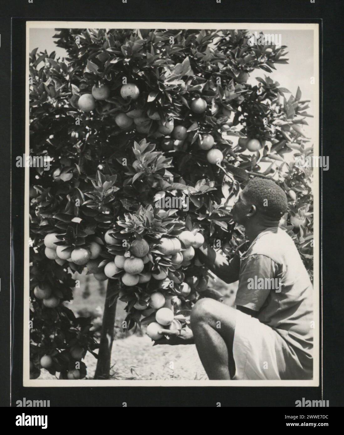 Description: Muheza orange harvest, Tanga Province. Location: Tanga ...