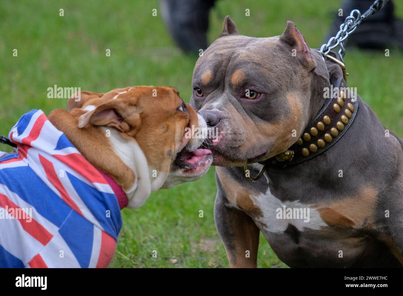 Xl bully dog hi-res stock photography and images - Alamy