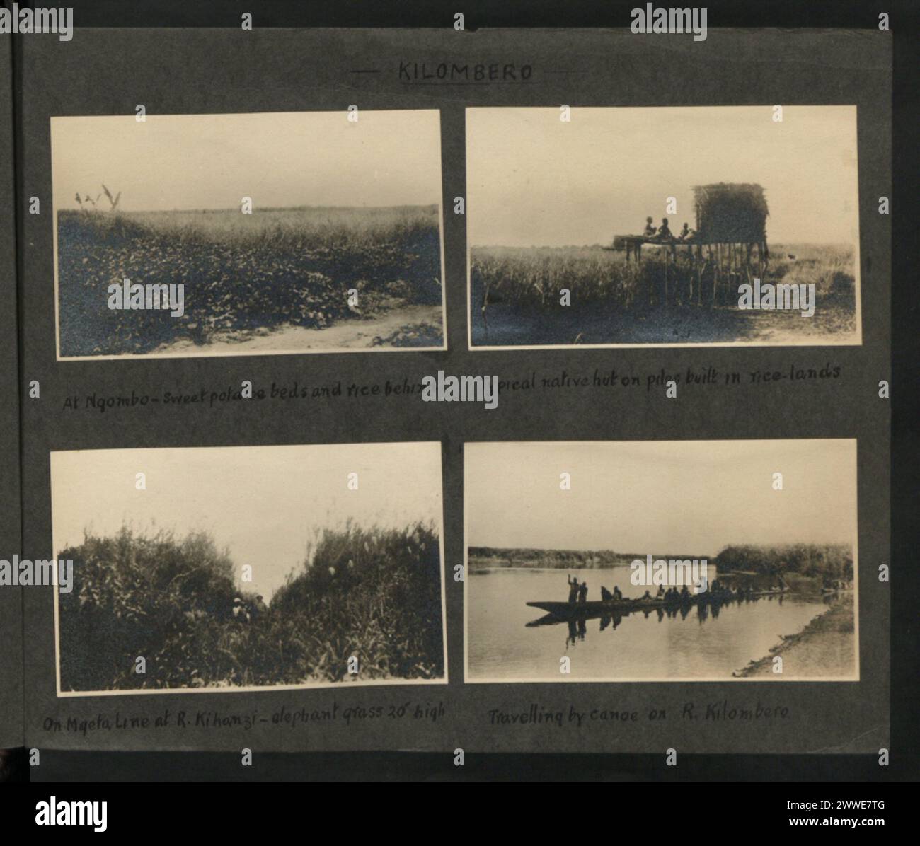 Description: At Ngombo - sweet potatoe beds and rice behind Location ...